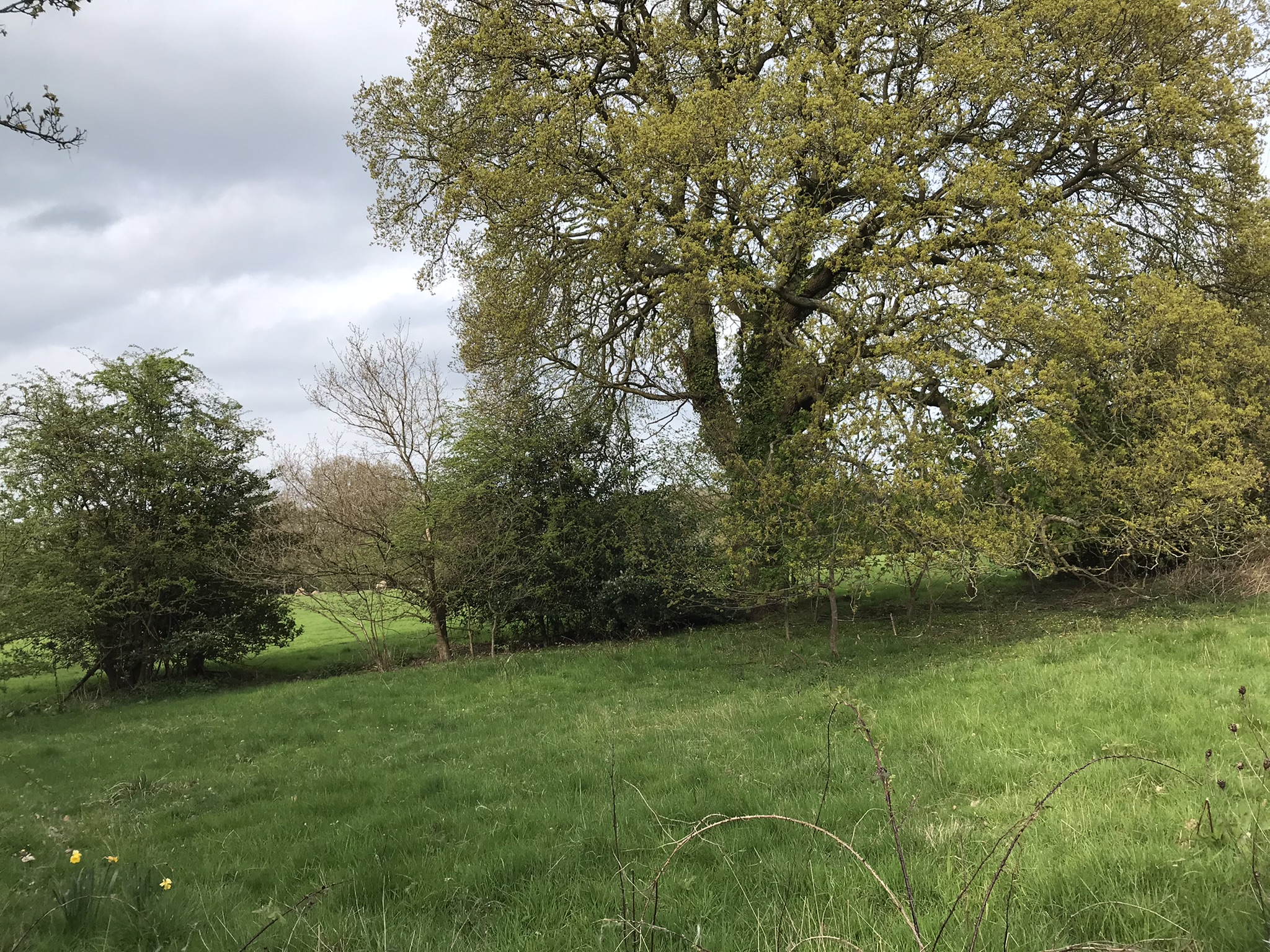 Menston Area Nature Trust – Creating, enhancing and protecting habitats ...